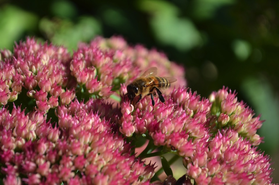 How to create an insect-friendly garden | Little Green Space