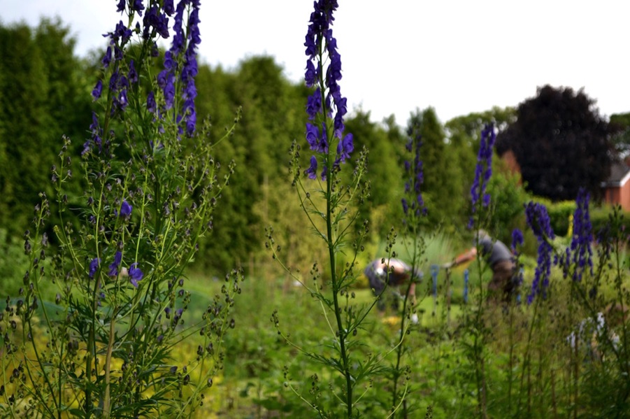 Weleda gardens in Derbyshire | Little Green Space