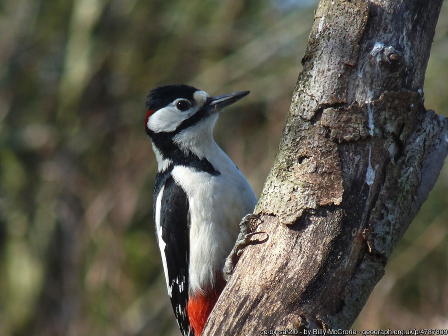 Choosing apple trees | Little Green Space