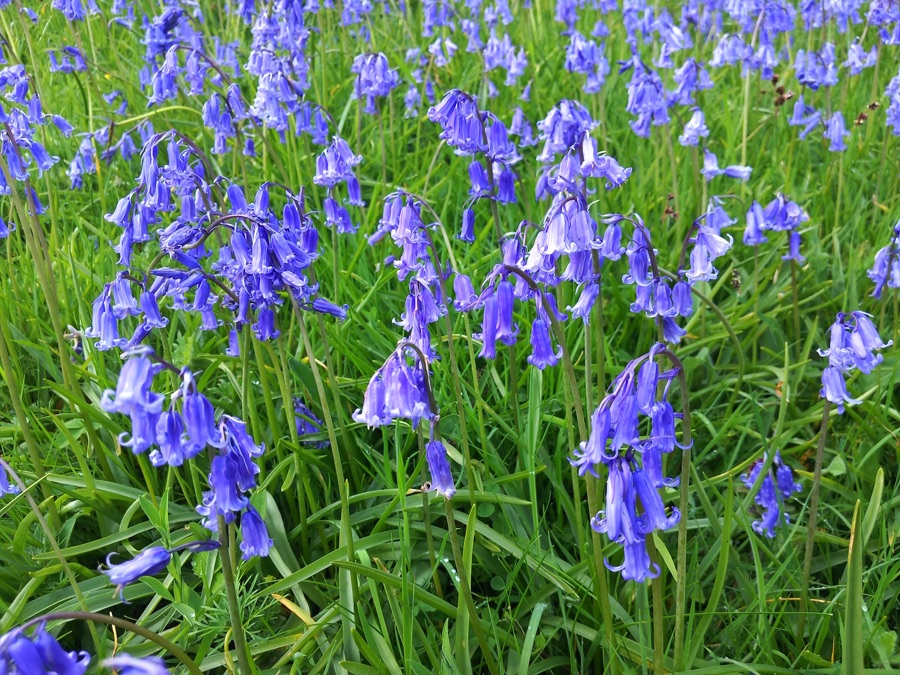 Ten native plants to grow for pollinators | Little Green Space