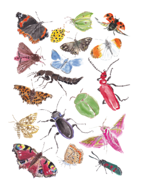 Book review: A Natural Selection by Ana Jenkin | Little Green Space